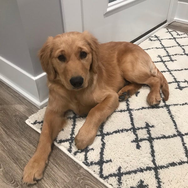 Midwest Dog Training - 300 N Derby Ln