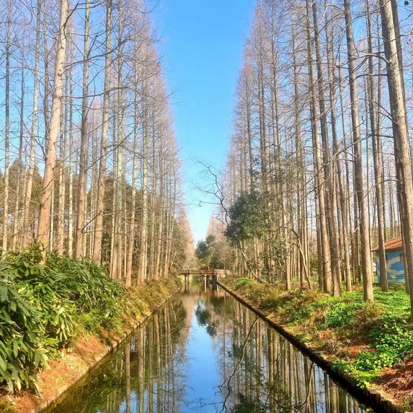 Dongping National Forest Park (东平国家森林公园) - Park in Chongming
