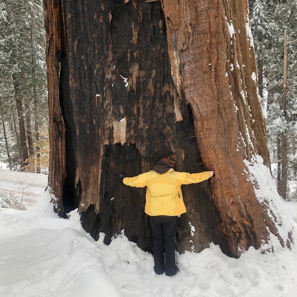 Giant Trees Meadow - Three Rivers, CA