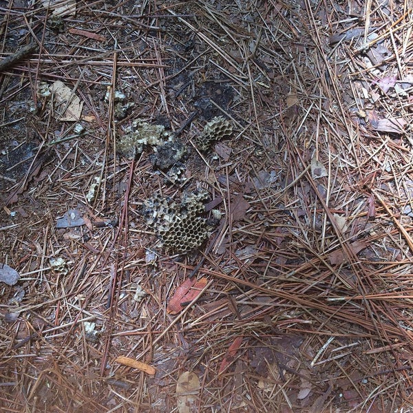 Photos at Robert W. Loftin Nature Trails at the University of North ...