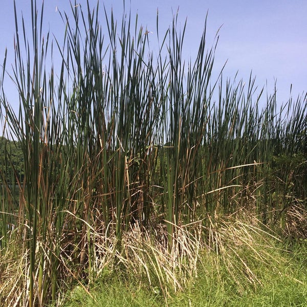 Photos at Robert W. Loftin Nature Trails at the University of North ...