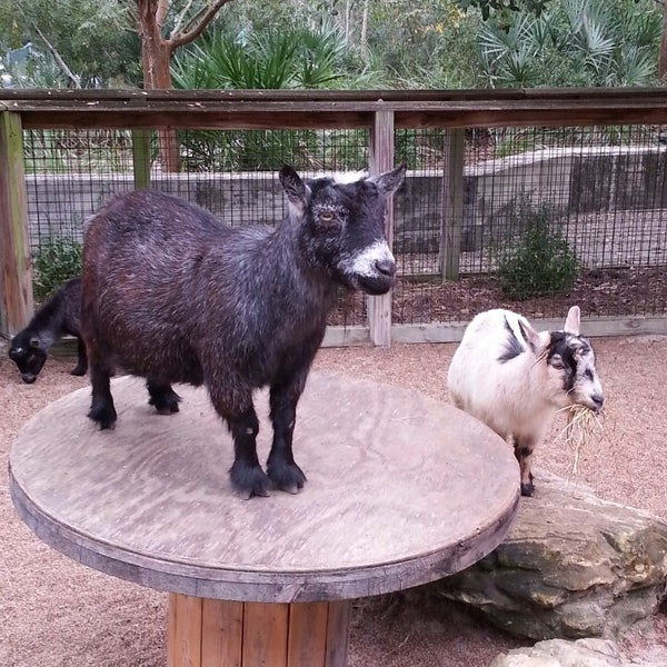 Jacksonville Zoo- (Barbie) Goats - Zoo Exhibit in Jacksonville
