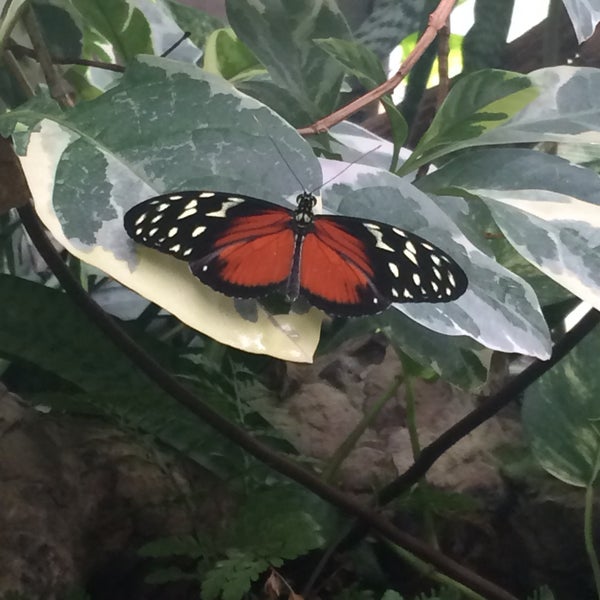 Photos at Vlindertuin - Zoo Exhibit in Antwerpen
