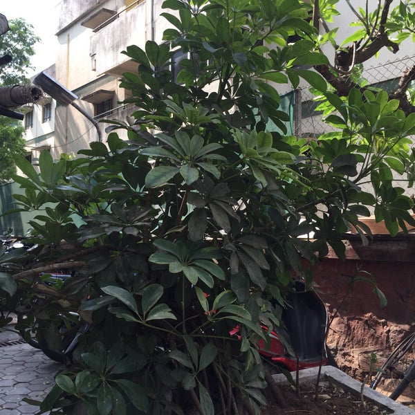 Tilak Tank - 87 visitors