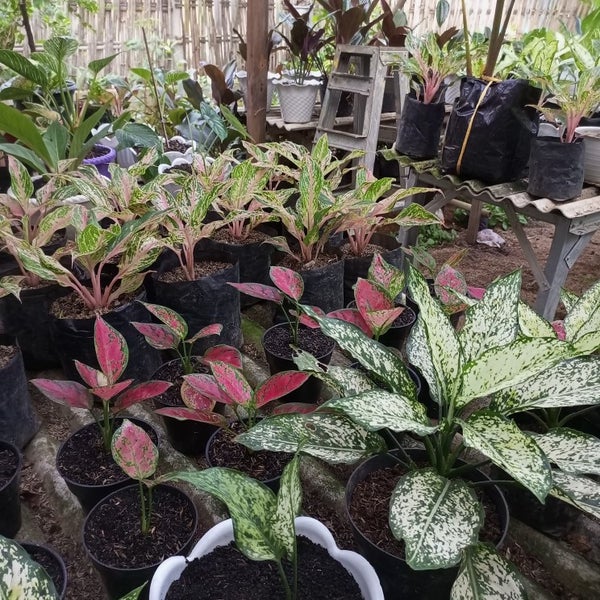 Jondol Tani Tanaman Hias - Flower Shop in Kecamatan Lelea