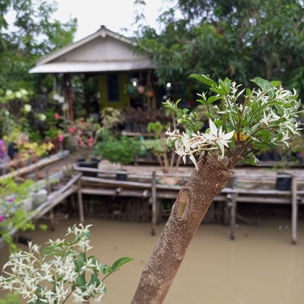 Jondol Tani Tanaman Hias - Flower Shop in Kecamatan Lelea