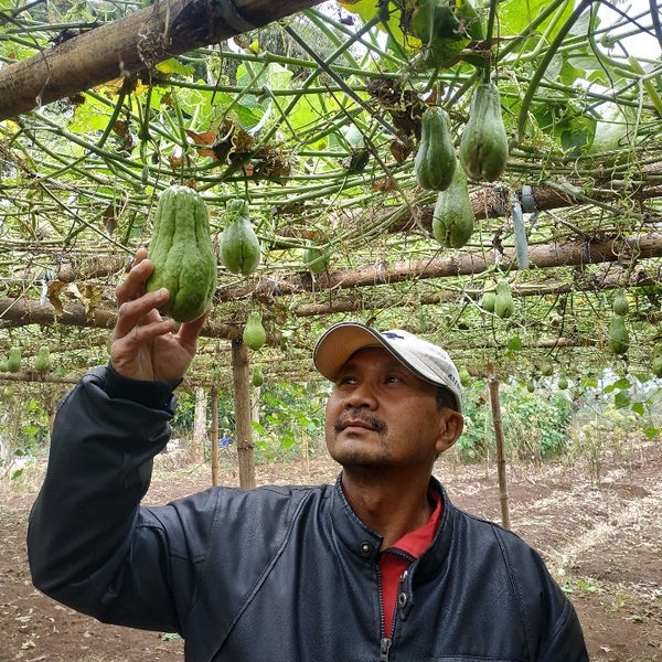 Kebun Labu Aa Dadan Junaedi - 3 tips