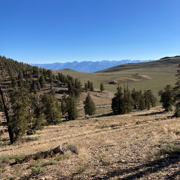 Ancient Bristlecone Forest - Forest in Bishop