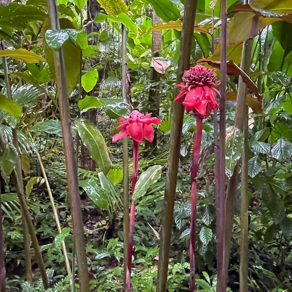 Diamond Botanical Gardens - Soufrière, Quarter of Soufrière