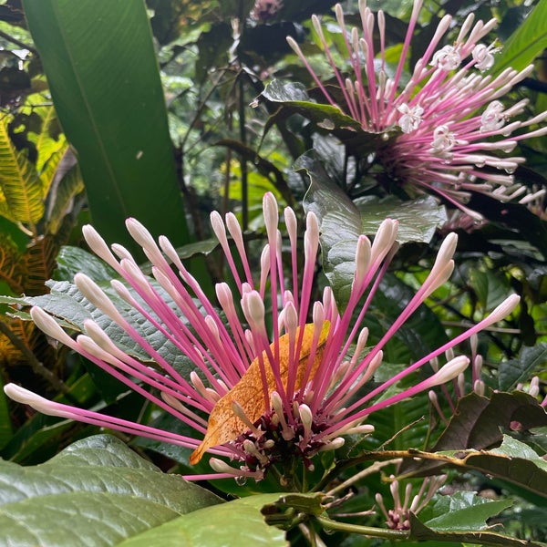 Diamond Botanical Gardens - Soufrière, Quarter of Soufrière