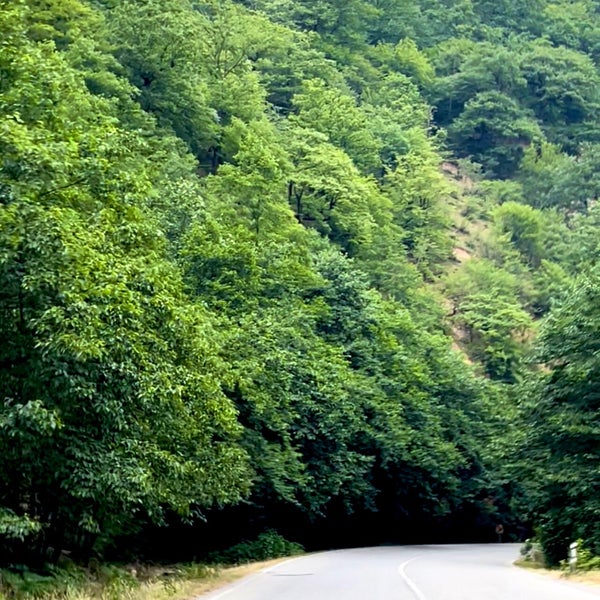 Punel Forest | جنگل پونل - Forest