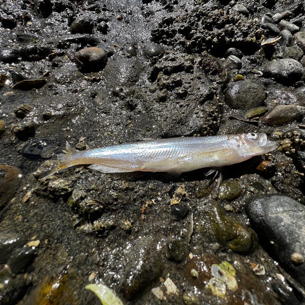 Squalicum Beach - Bellingham, WA