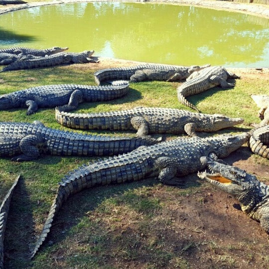 Croc City Krokodil en Reptiel park