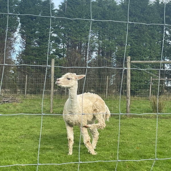 Exmoor Zoo - Zoo in Bratton Fleming