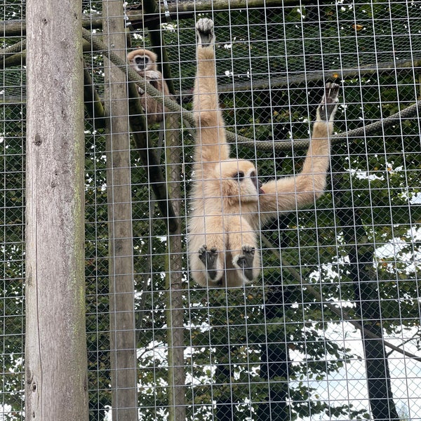 Exmoor Zoo - Zoo in Bratton Fleming