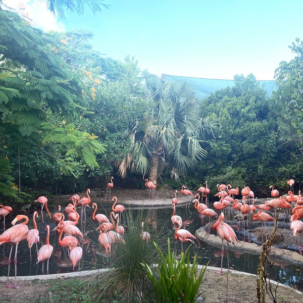 Bermuda Aquarium, Museum and Zoo - Zoo
