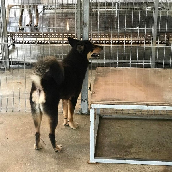 Ericsson Pet Farm - Animal Shelter