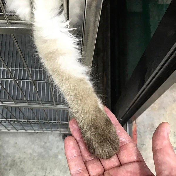 Ericsson Pet Farm - Animal Shelter