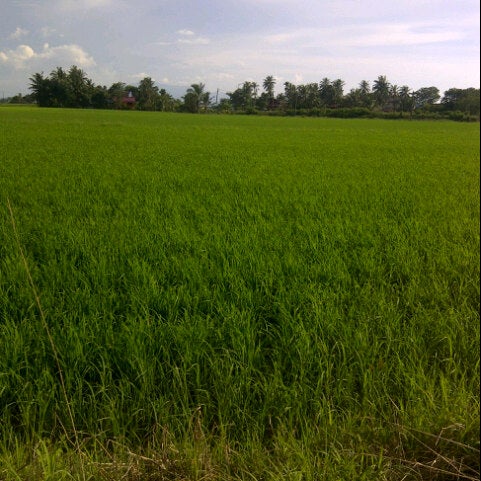 Kilang Beras Seri Merbok Sdn Bhd - 2 tips