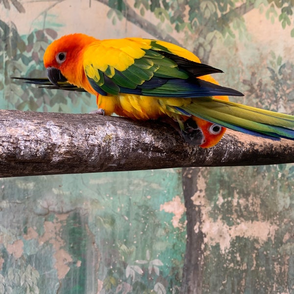 สวนสัตว์พาต้า (PATA Zoo) - 18 tips