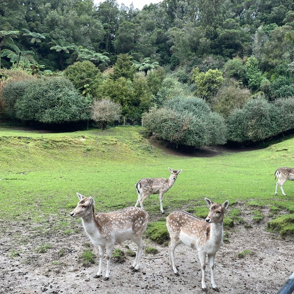 Paradise Valley Springs Wildlife Park - Zoo in Rotorua