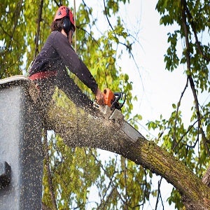 Handshake City Tree Service - Utica, NY