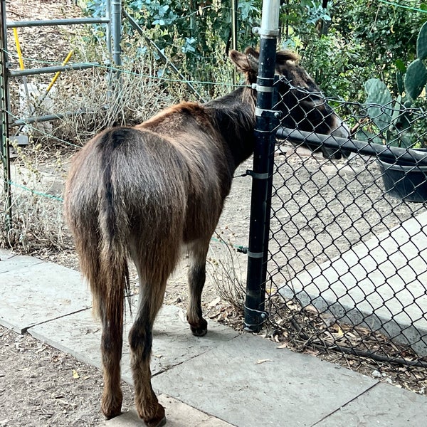 Palo Alto Community Donkey Corral - Barron Park - 3 tips