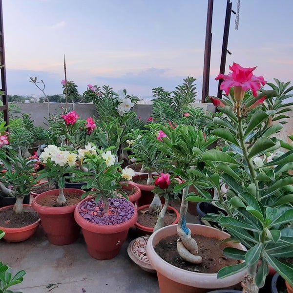 Raj Garden Plants - Jodhpur, Rājasthān