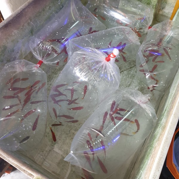 Polyart Aquarium - Clementi - 3 tips