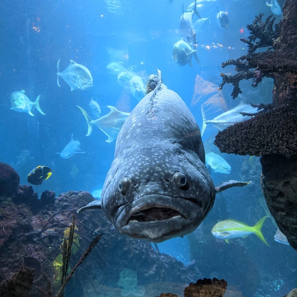 Denver Aquarium - The Dive Lounge - Jefferson Park - 9 tips