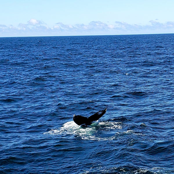Boston Harbor Whale Watch - Boat or Ferry in Boston