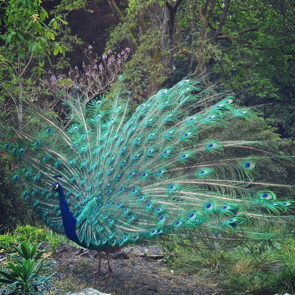 Royal Roads University - University