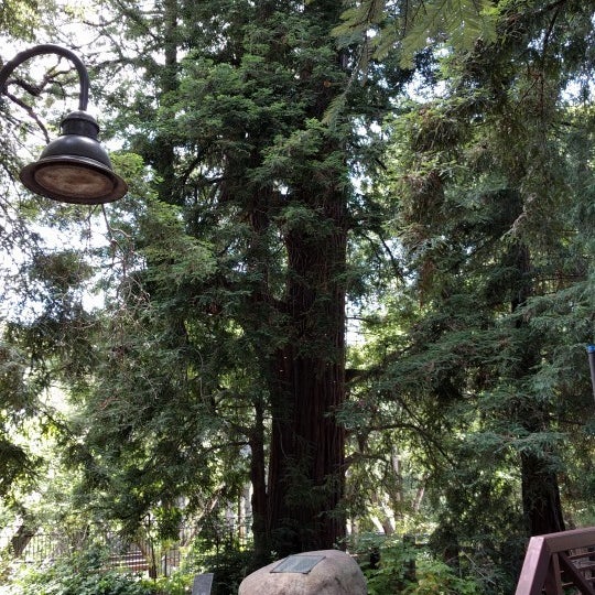 El Palo Alto Redwood Tree - 2 tips from 152 visitors