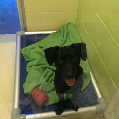 Seattle Humane Society - Woodridge - Bellevue, WA