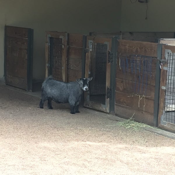 Jacksonville Zoo- (Barbie) Goats - Zoo Exhibit in Jacksonville