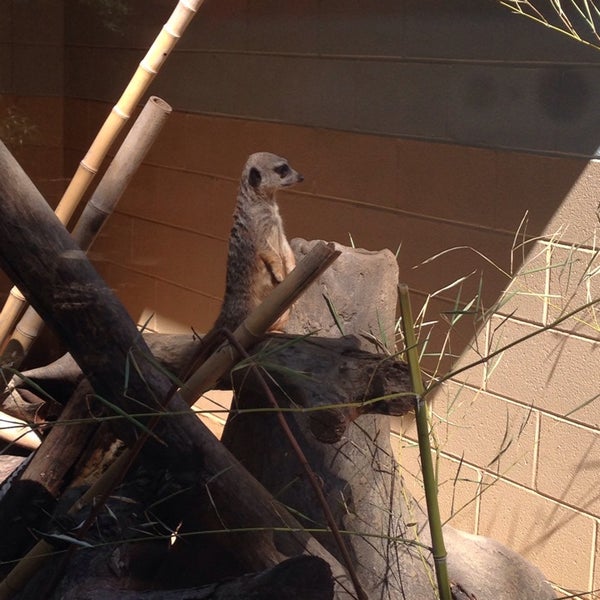 Meerkat Exhibit - Zoo Exhibit in Atlanta