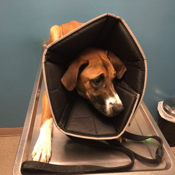 Light St. Animal Hospital - Veterinarian in SBIC - West Federal Hill