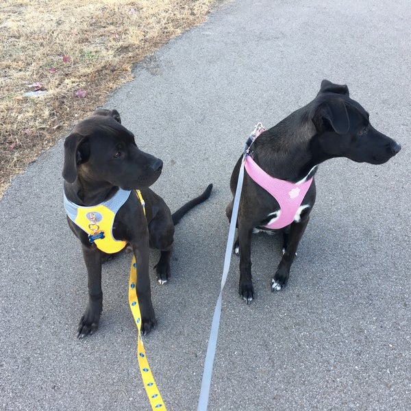 Cason Lane Greenway Trailhead - 6 tips from 237 visitors