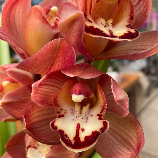 Marvellous Orchid - 1 tip