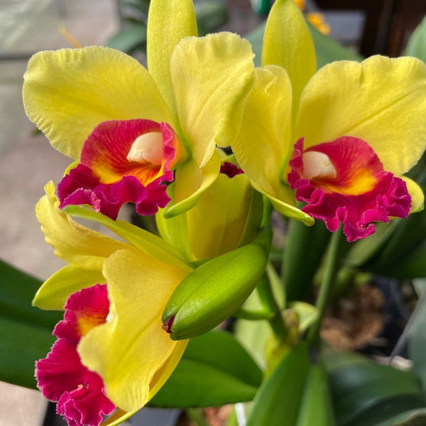 Marvellous Orchid - 1 tip