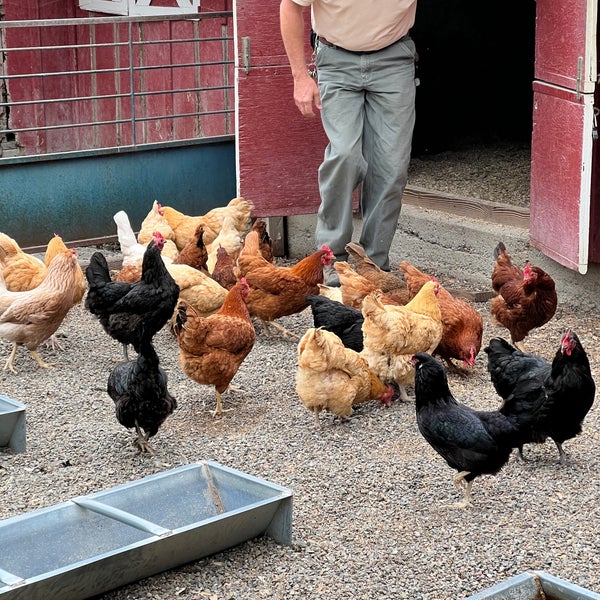 The Little Farm - Farm in Berkeley