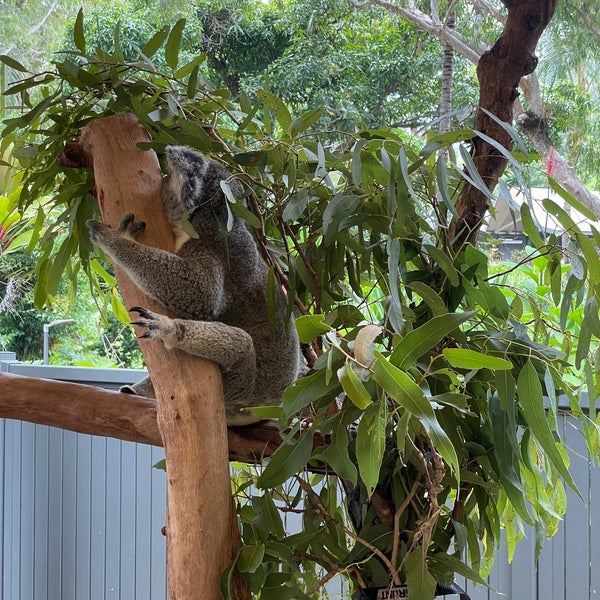 Wildlife Park - Hamilton Island, QLD