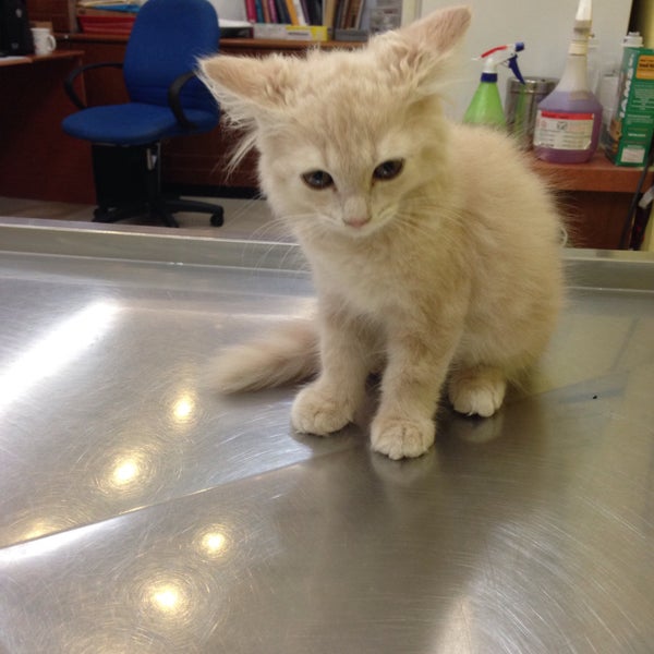 Photos at Gasing Veterinary Hospital - Veterinarian in Petaling Jaya