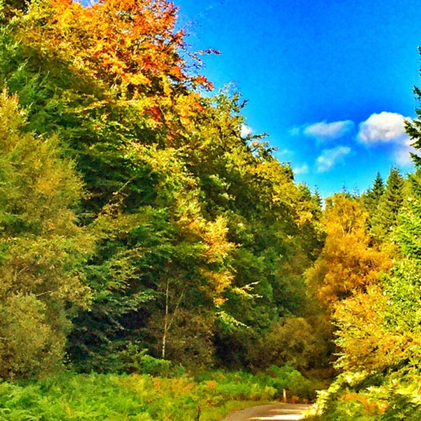 Hamsterley Forest - Trail in Hamsterley