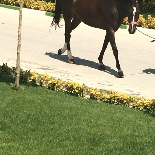 Bam Riding Club | باشگاه سوارکاری بام - منطقه ۲۲ - تهران, تهران