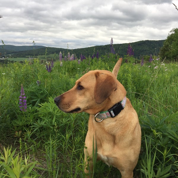 Dog Mountain - 4 tips