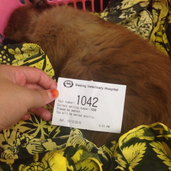 Photos at Gasing Veterinary Hospital - Veterinarian in Petaling Jaya