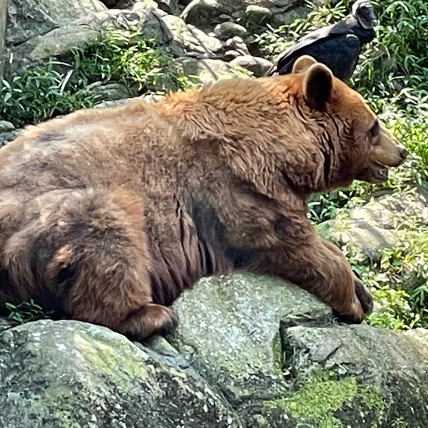 Photos at Bear Mountain Zoo and Trailsides Museum - 18 tips from 1038 ...