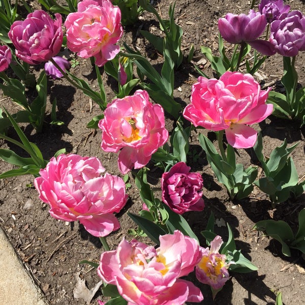 Fredenhagen Park - Park in Naperville