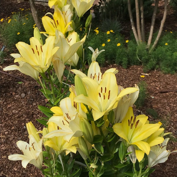 OSU Botanic Garden - 2 tips